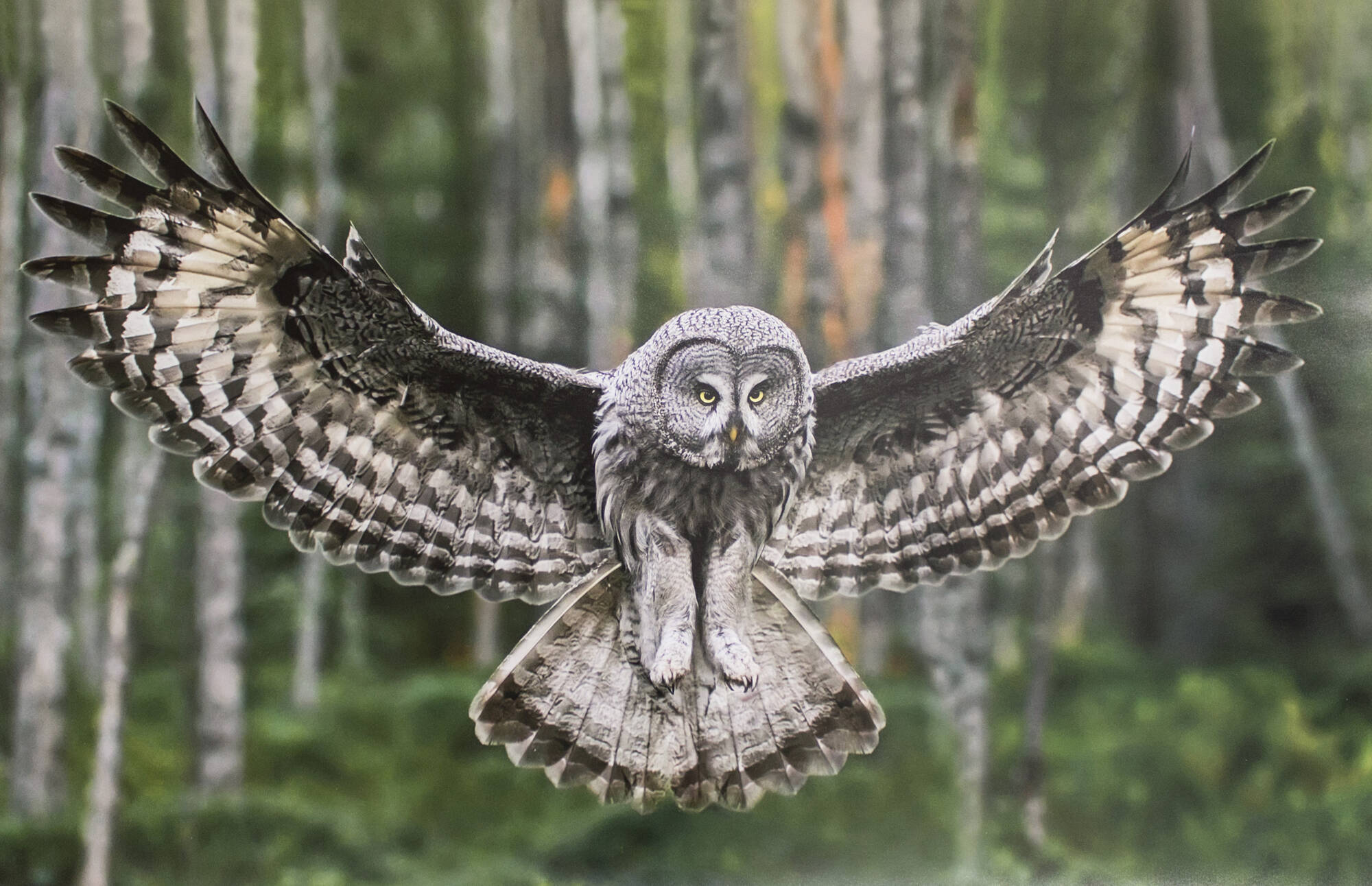 Luhta Jorma: Valokuva 2 58cm x 39cm - Taide ja Kehys Pekkala verkkokauppa